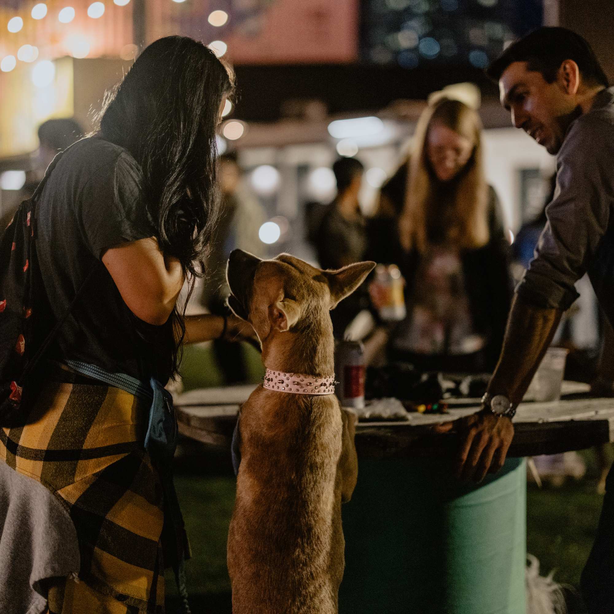 Doggos - Toronto's Best-Selling Puppy Yoga Class